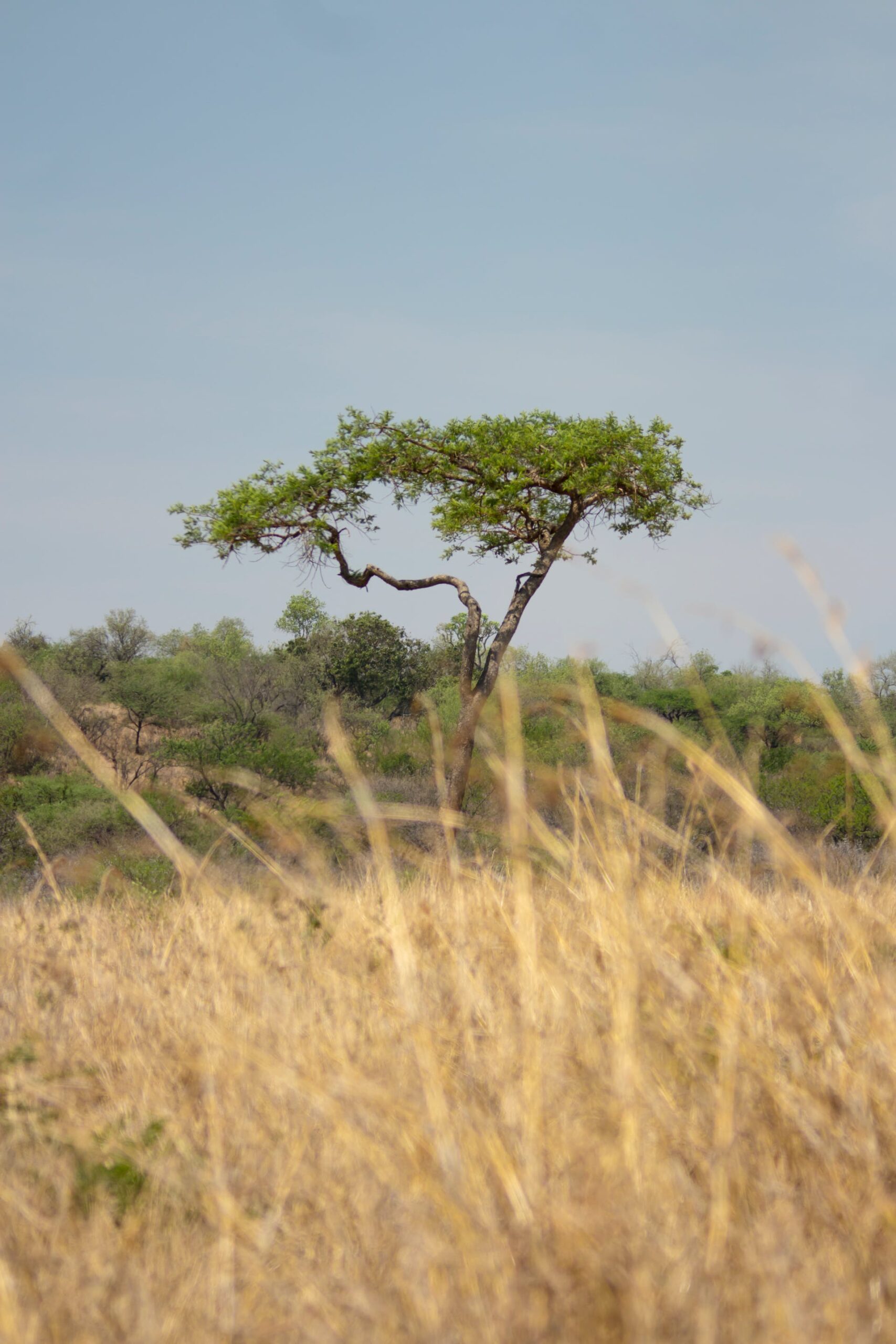What is Acacia Wood? Everything you Need to Know